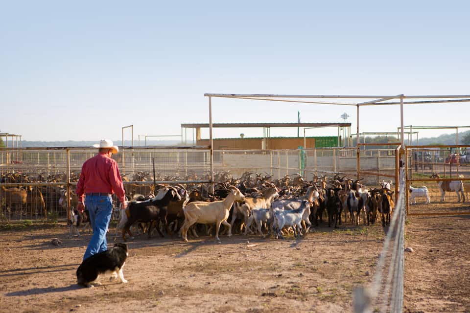 Neely-Sawyer Heritage Pure Spanish Goats – Midwest Buck Sale