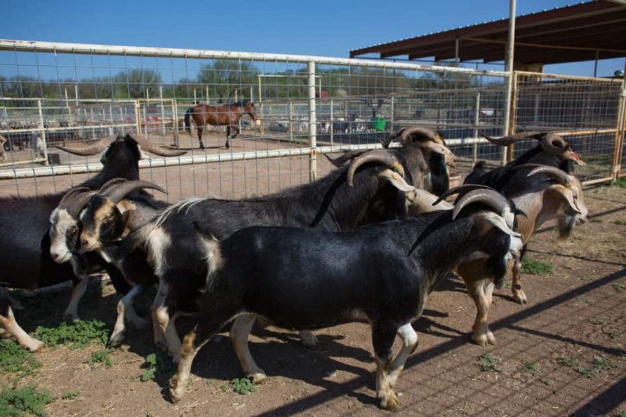 Neely-Sawyer Heritage Pure Spanish Goats – Midwest Buck Sale
