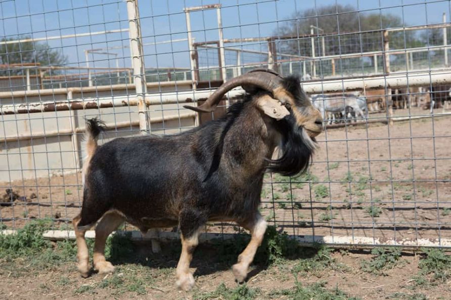 Neely-Sawyer Heritage Pure Spanish Goats – Midwest Buck Sale