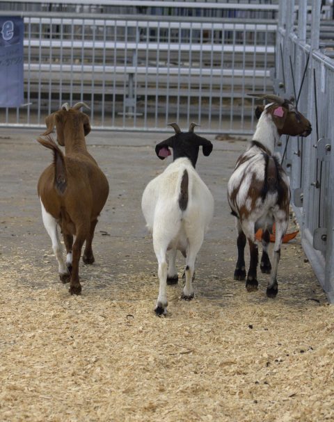 Goat Color Explained – Midwest Buck Sale